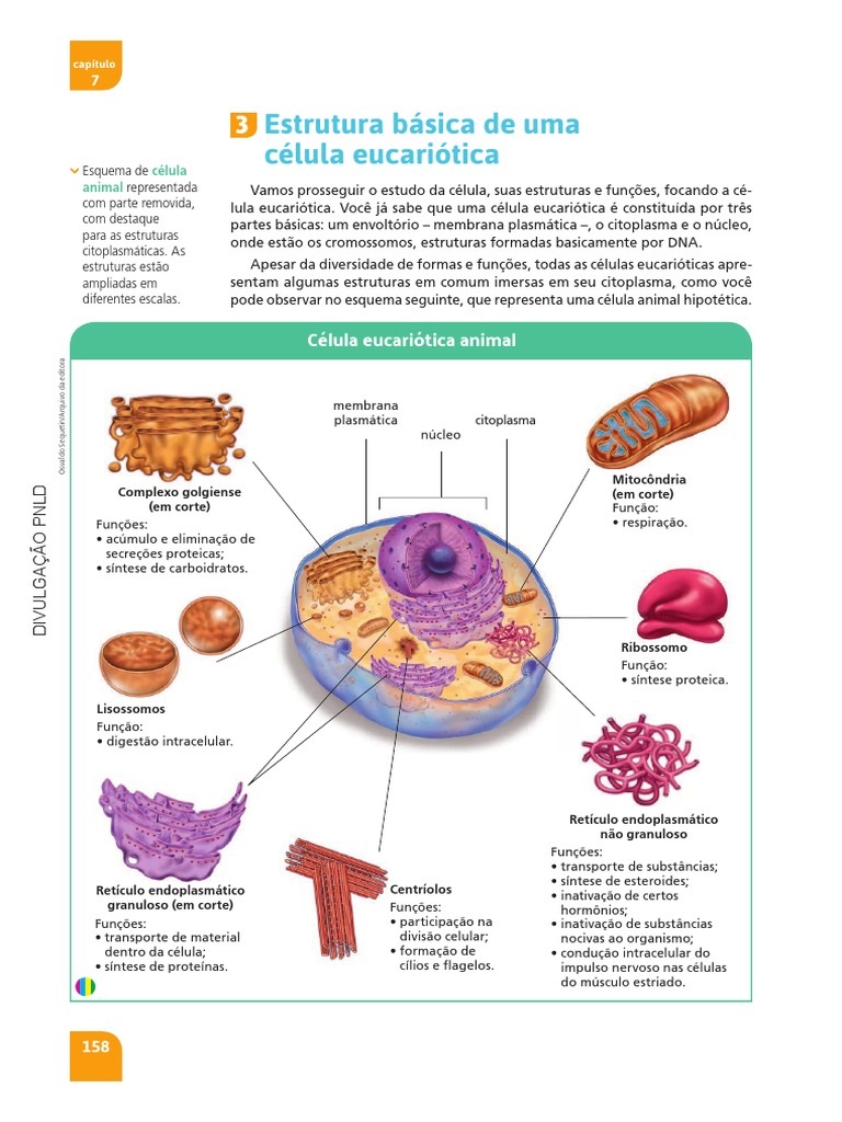 Estrutura básica de uma célula animal | Citoplasma | Célula (Biologia)