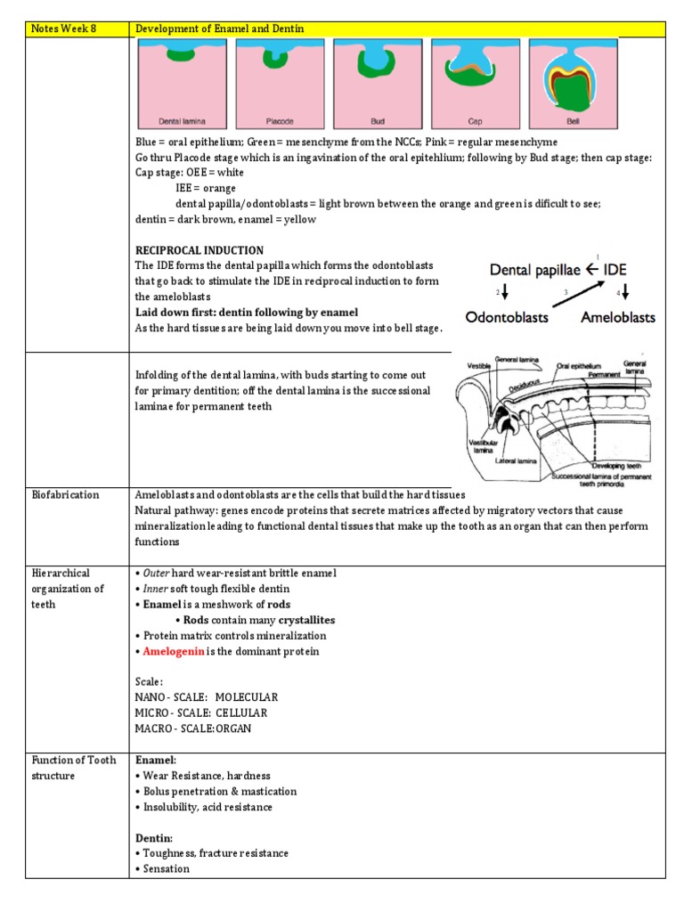 Week 8 Notes Pdf Tooth Enamel Dentin
