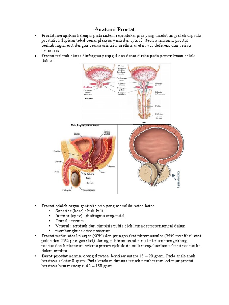 Anatomi Prostat | PDF