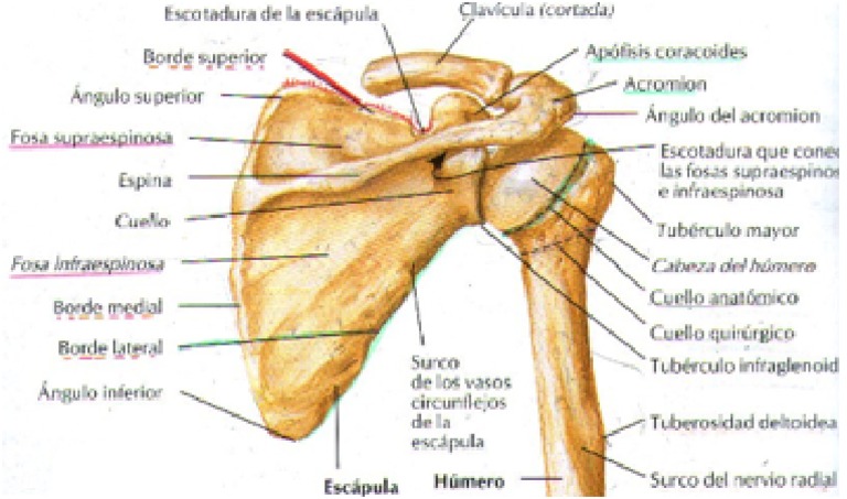 Diagrama Anatómico De La Escápula Cintura Escapular O Pectoral