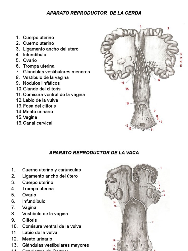 Aparato Reproductor de La Hembra | PDF | Vagina | Labios