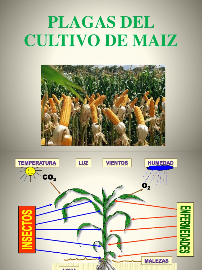 2° Clase Ent. Aplic. - Plagas Del Maiz | PDF | Mosca | Insectos