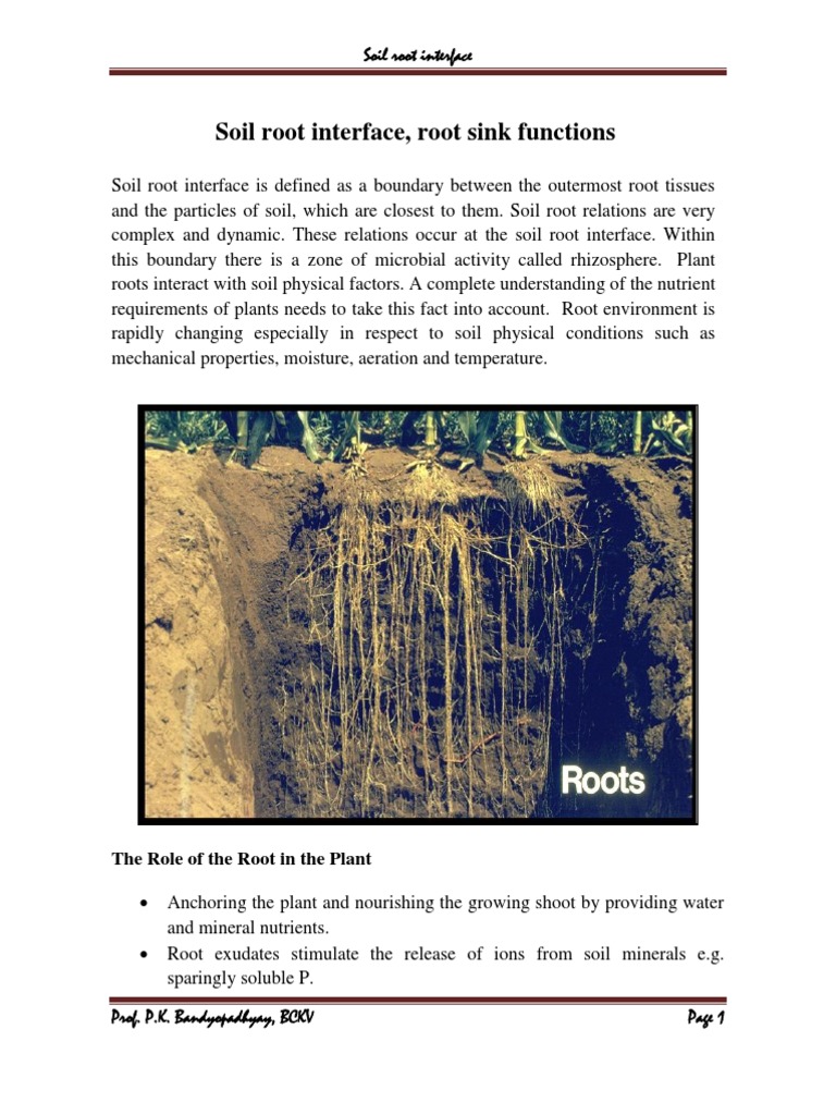 Soil Root Interface PDF | PDF | Root | Soil