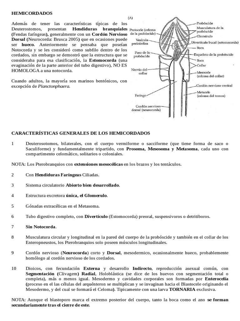 Los Cordados | PDF | Anatomía | Organismos