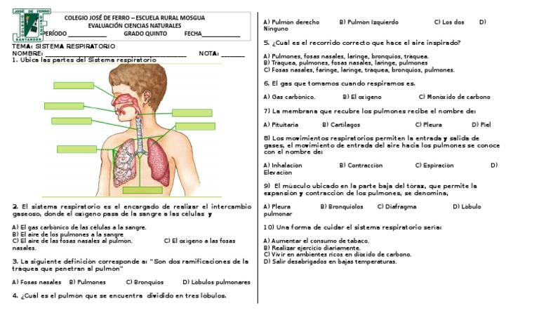 5° Sistema Respiratorio | PDF | Pulmón | Sistema respiratorio