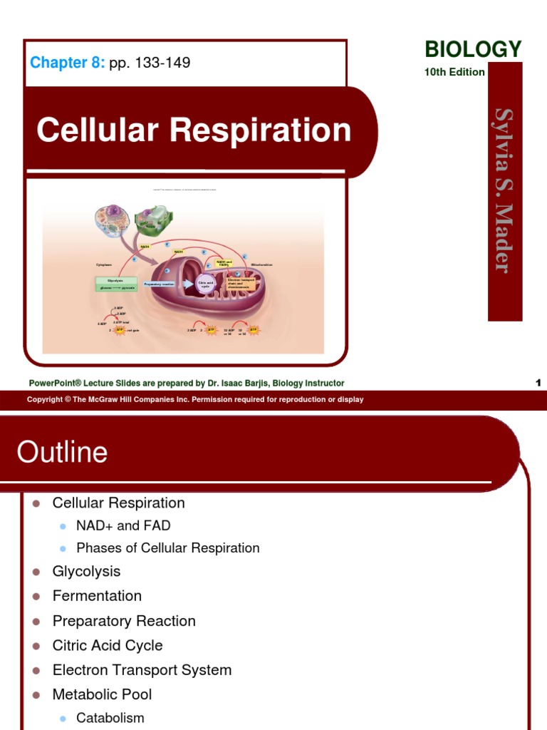 Cellular Respiration | PDF | Cellular Respiration | Adenosine Diphosphate