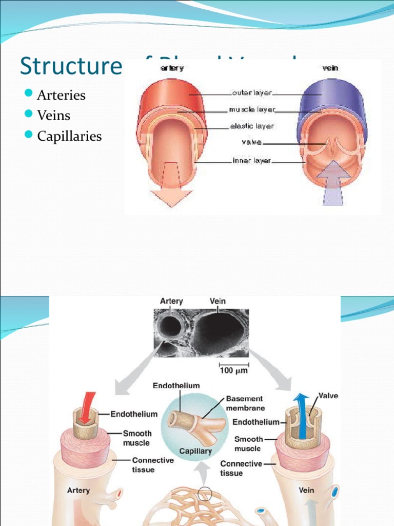 The Regulation and Transport of Fluids in the Cardiovascular, Lymphatic ...