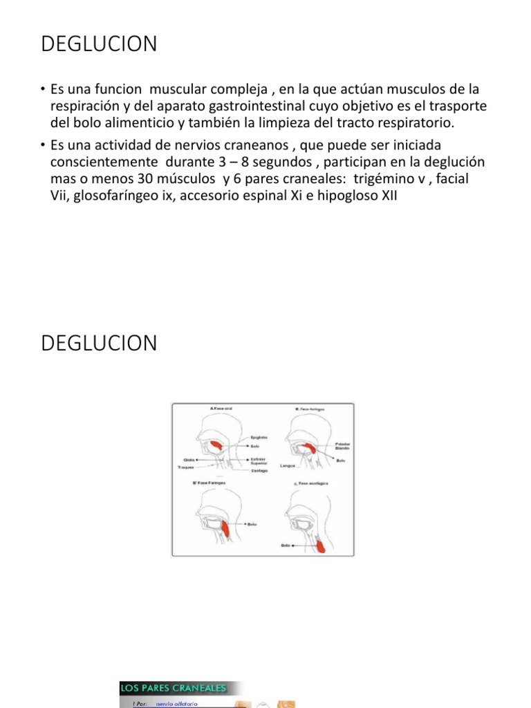 Presentacion de Deglucion | PDF | Esófago | Órgano (anatomía)