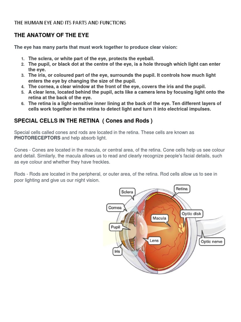 The Anatomy of The Human Eye and Its Parts and Functions | PDF | Eye ...
