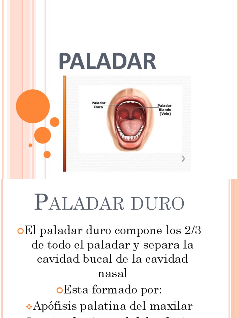 Paladar | PDF | Anatomía humana | Cabeza y cuello humanos