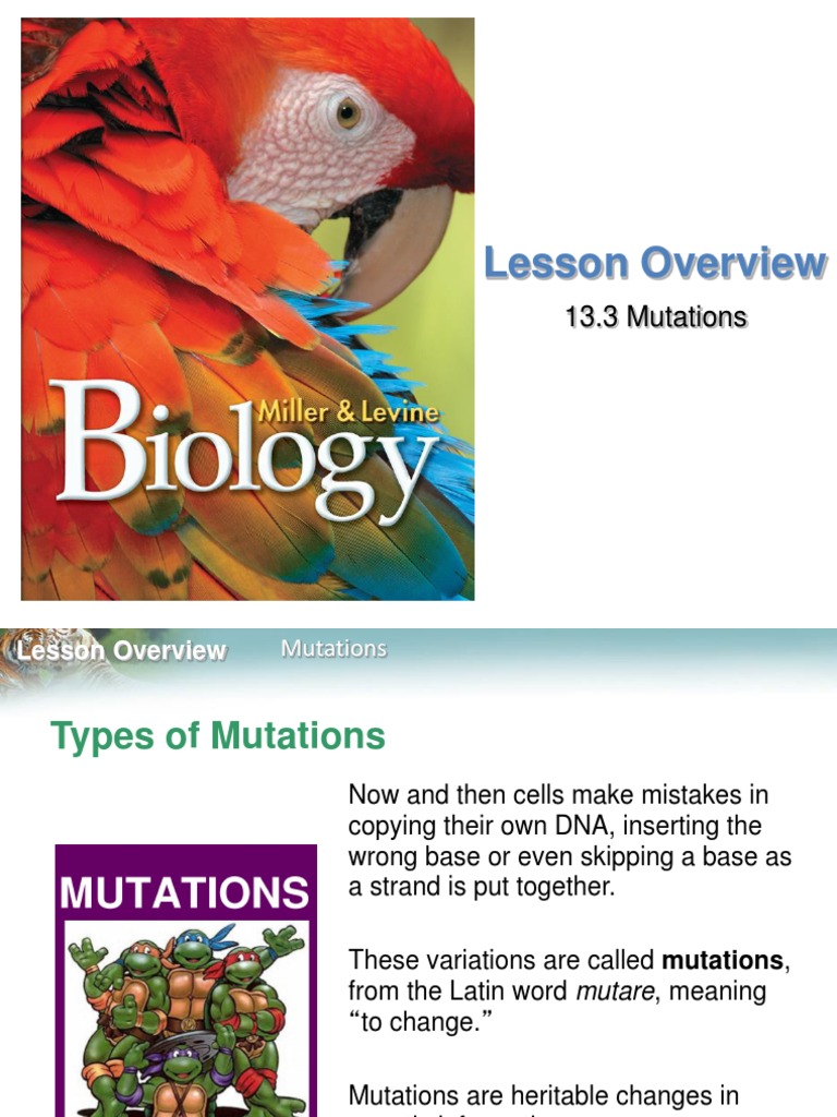 13 3 PowerPoint | PDF | Point Mutation | Mutation
