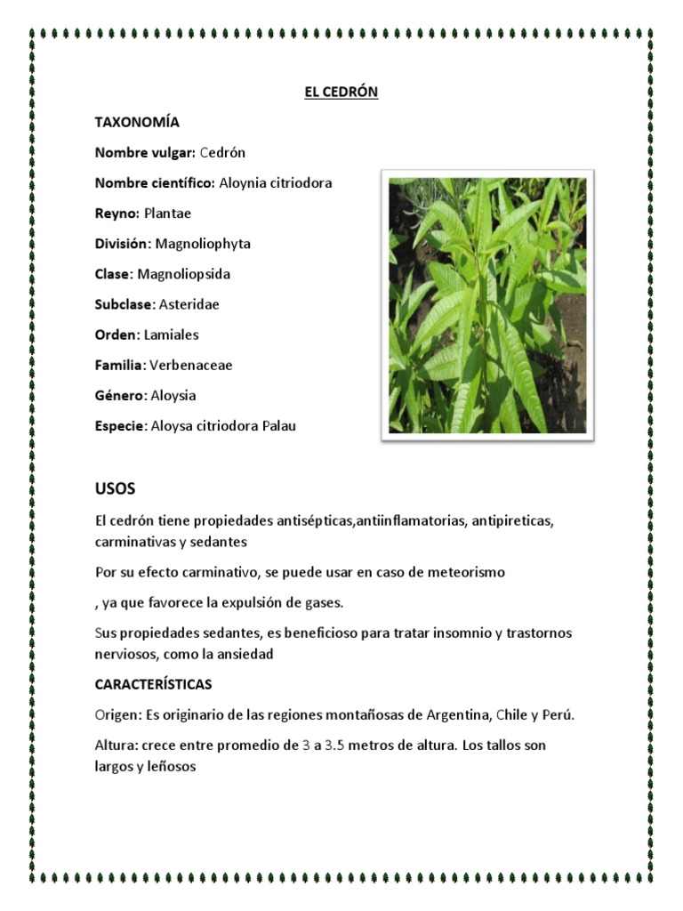 El Cedron | PDF | Bienestar | Ciencia y matemática
