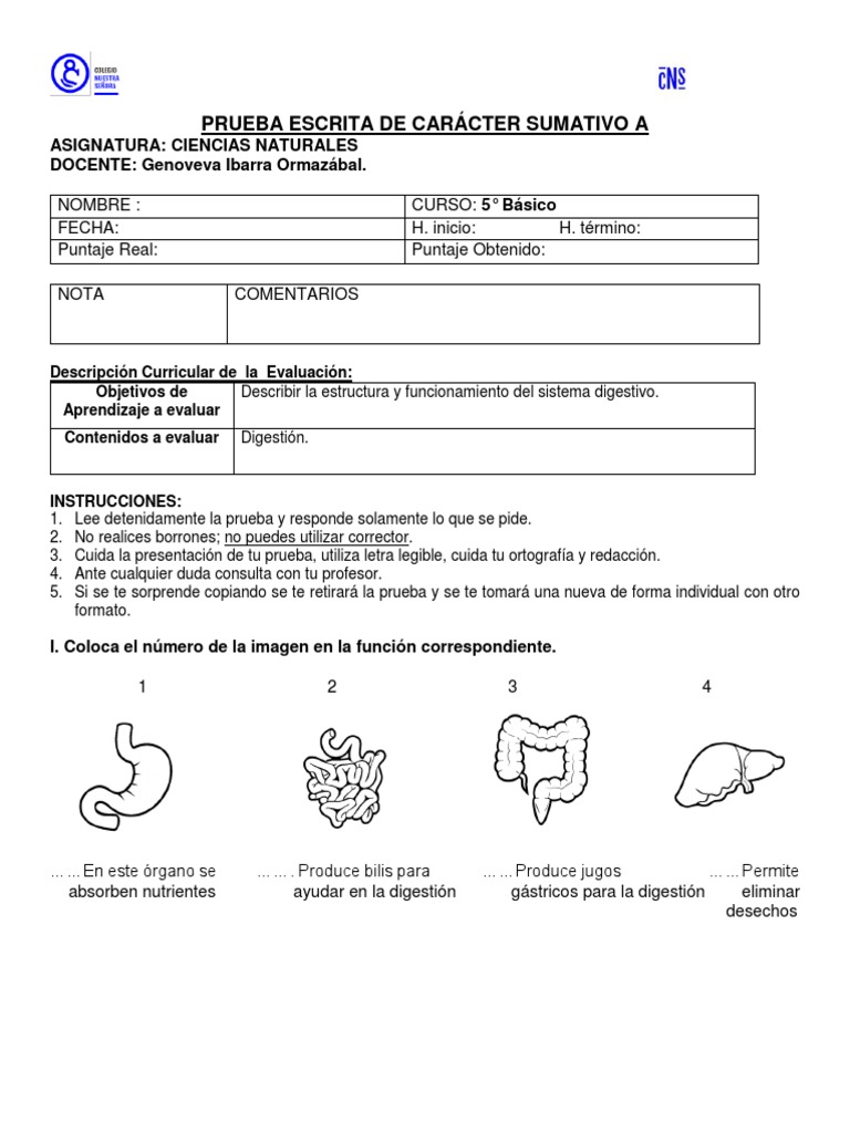 Prueba 5° S.Digestivo | Descargar gratis PDF | Digestión | Sistema ... Prueba 5° S.Digestivo | Descargar gratis PDF | Digestión | Sistema ...