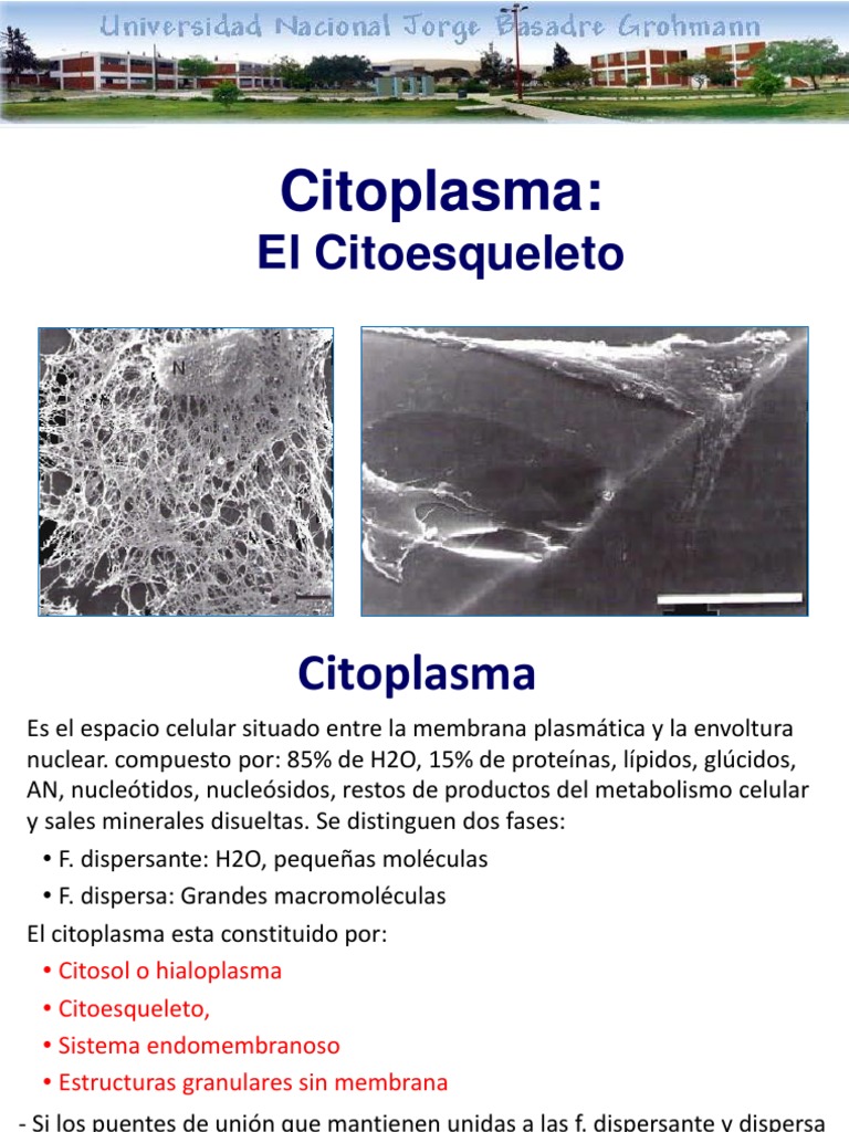 El citoesqueleto: estructura y función de los microtúbulos, filamentos ...