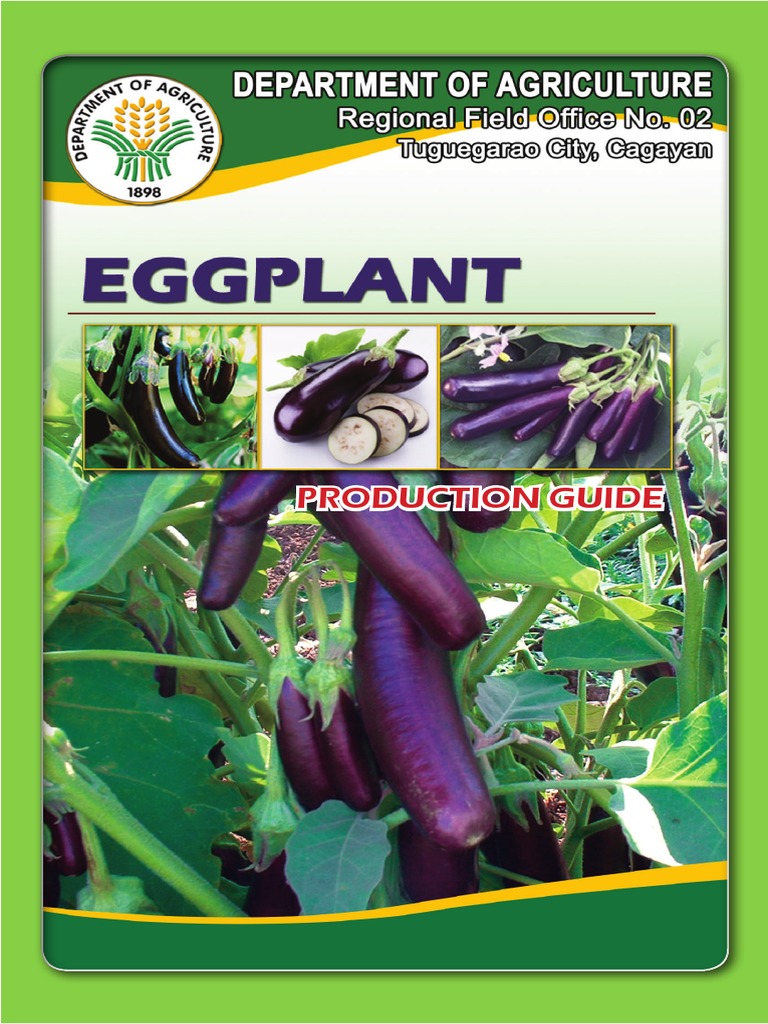 Eggplant PDF | Download Free PDF | Mulch | Sowing