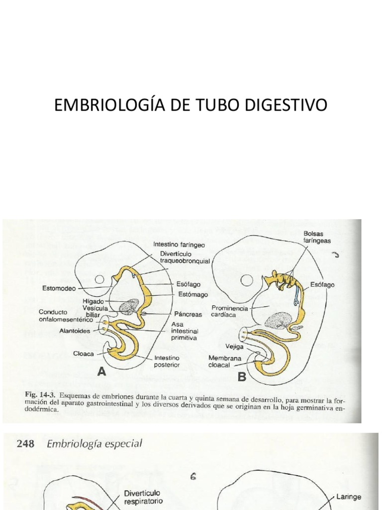 Dibujo Embriologia | PDF