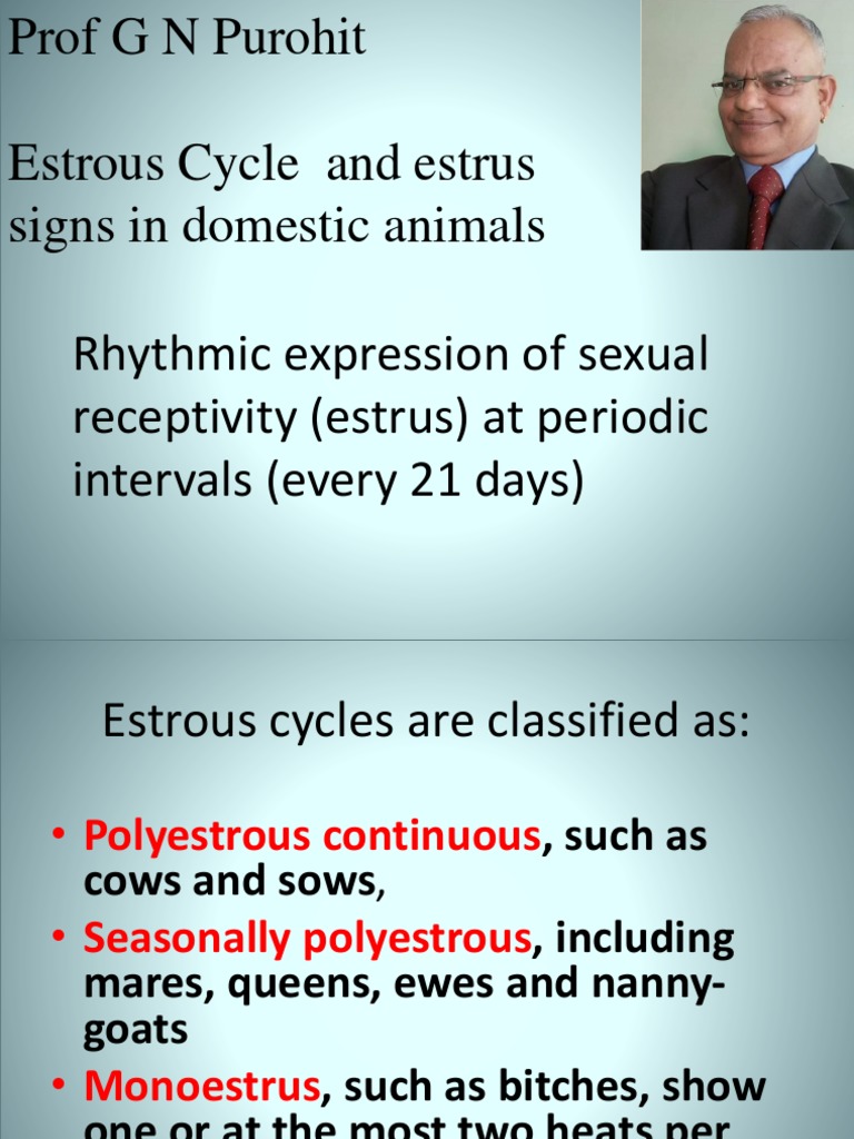 Lecture 3 Estrous Cycle and Estrus Signs in Domestic Animals | PDF ...