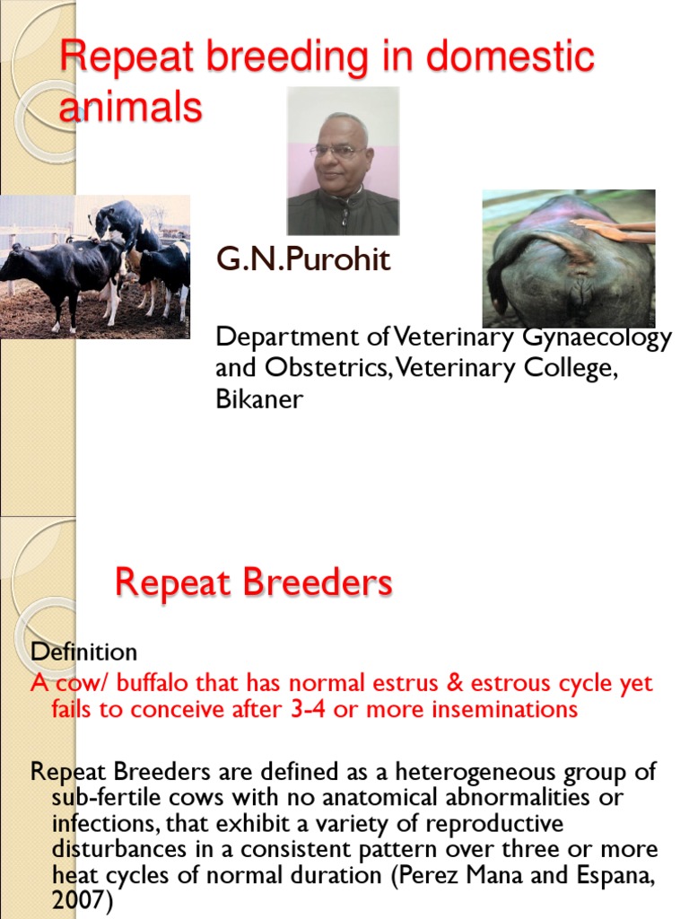 Lecture 10 Repeat Breeding in Cattle and Buffalo | PDF | Miscarriage ...