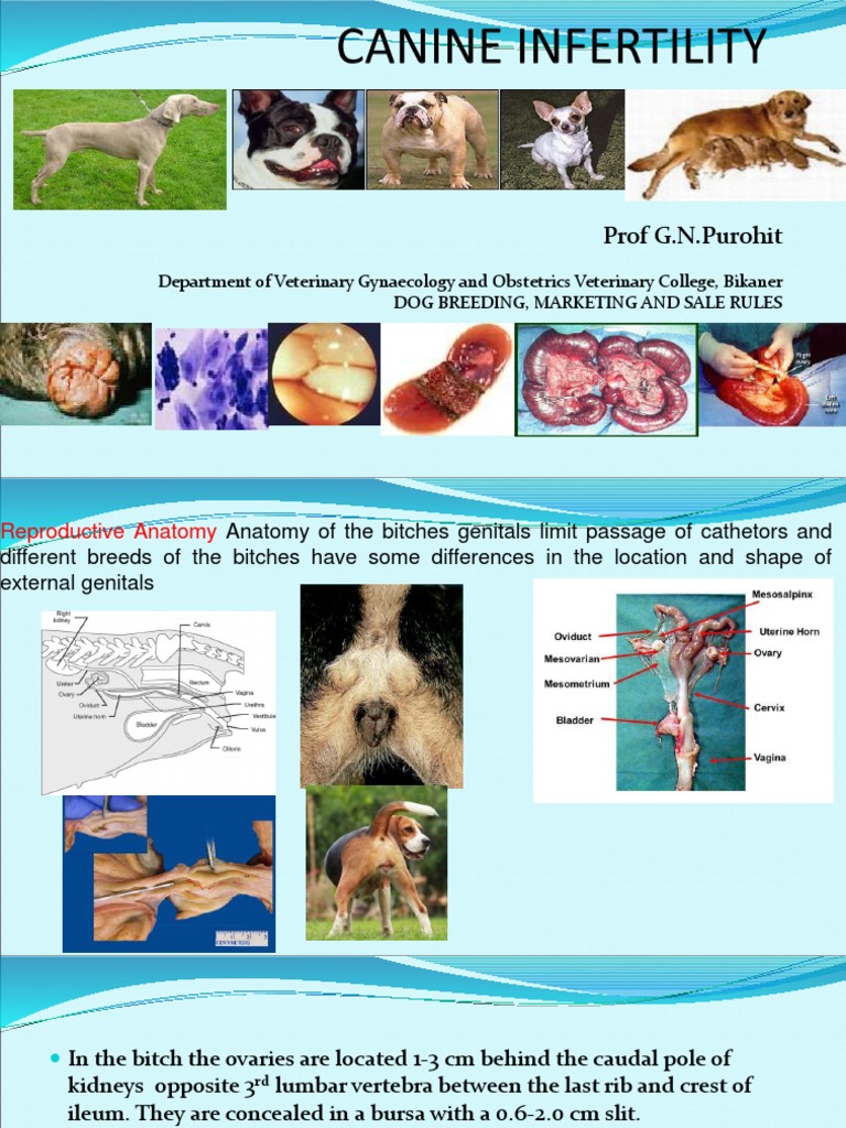 Lecture 17 Canine Infertility | PDF | Vagina | Urinary Incontinence