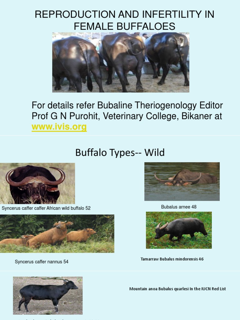 Female Buffalo Reproduction & Infertility Insights | PDF | Pregnancy ...
