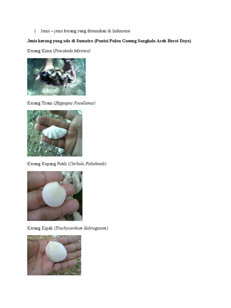 Jenis-Jenis Kerang | PDF