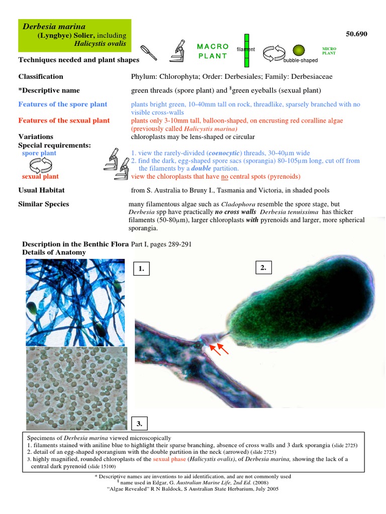Derbesia Marina, Halicystis Ovalis | PDF | Algae | Plants