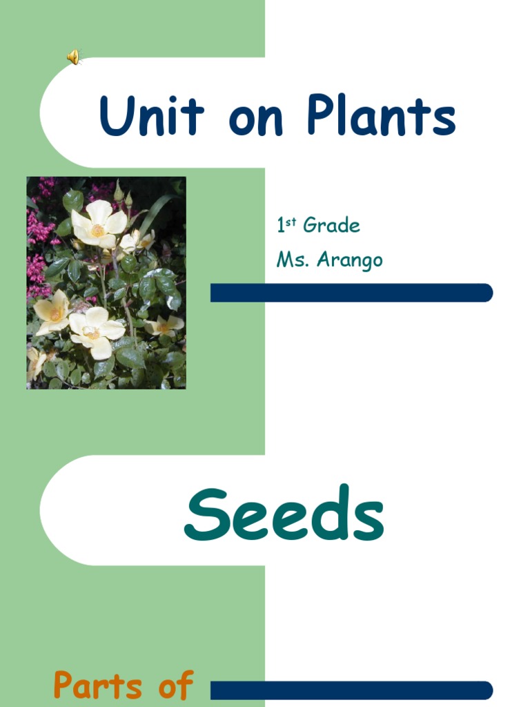 Unit On Plants: 1 Grade Ms. Arango | PDF