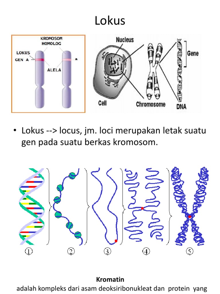 Lokus+kromosom Homolog+ Kromatid Saudara | PDF