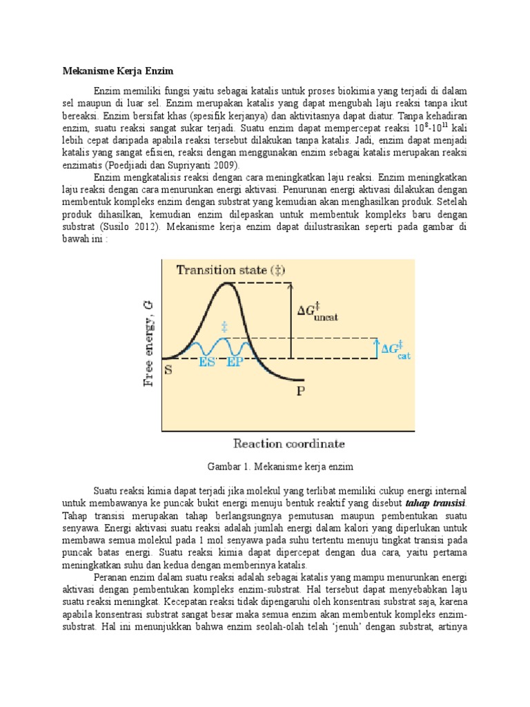 Mekanisme Kerja Enzim | PDF