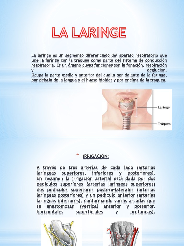 Inervacion de La Laringe | PDF | Anatomía humana | Cabeza y cuello humanos
