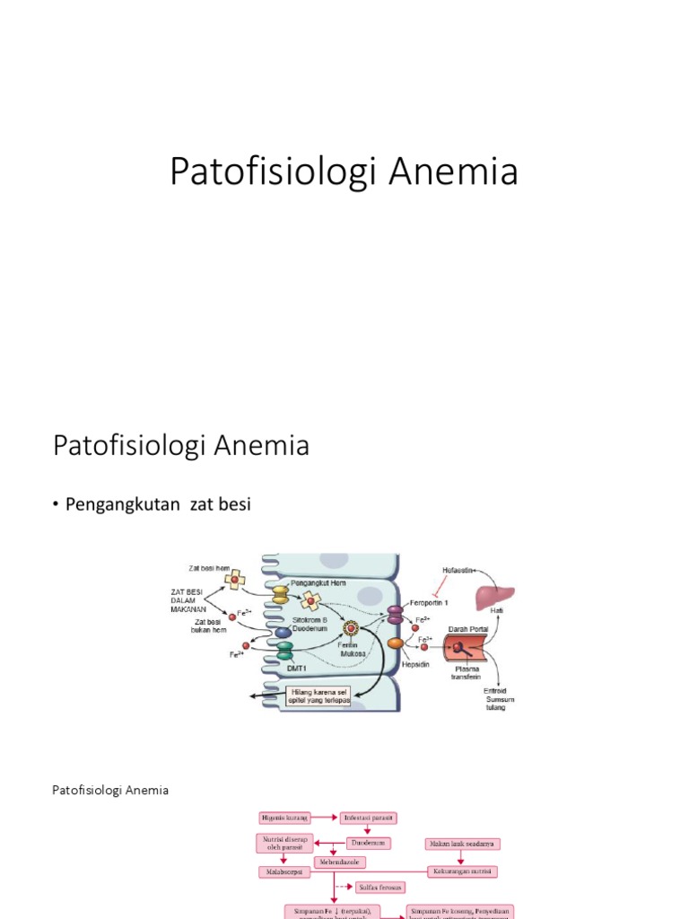 Patofisiologi Anemia | PDF
