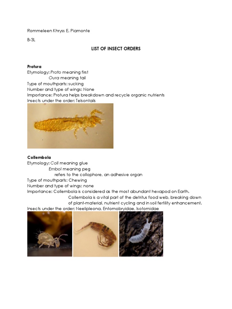 List of Insect Orders: Protura | PDF | Fly | Insects