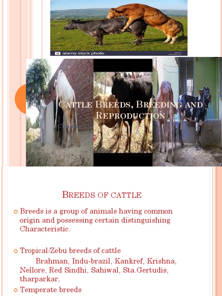 Beef Cattle Breeds, Breeding and Reproduction | PDF | Selective ...