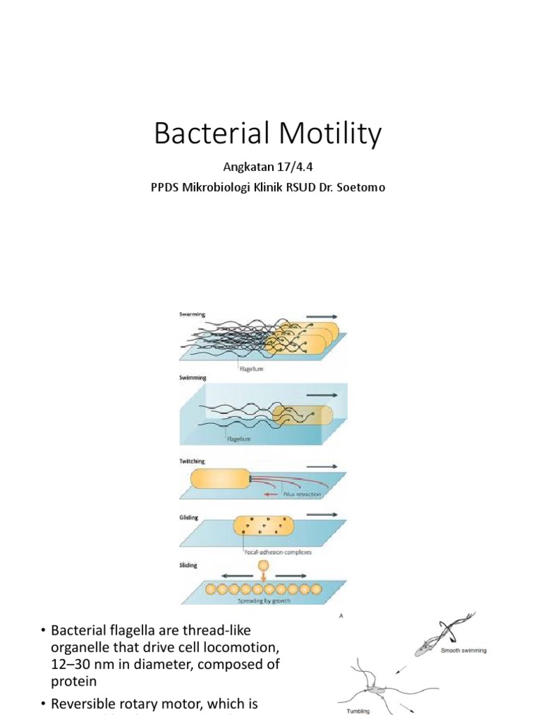 Bacterial Motility: Angkatan 17/4.4 PPDS Mikrobiologi Klinik RSUD Dr ...