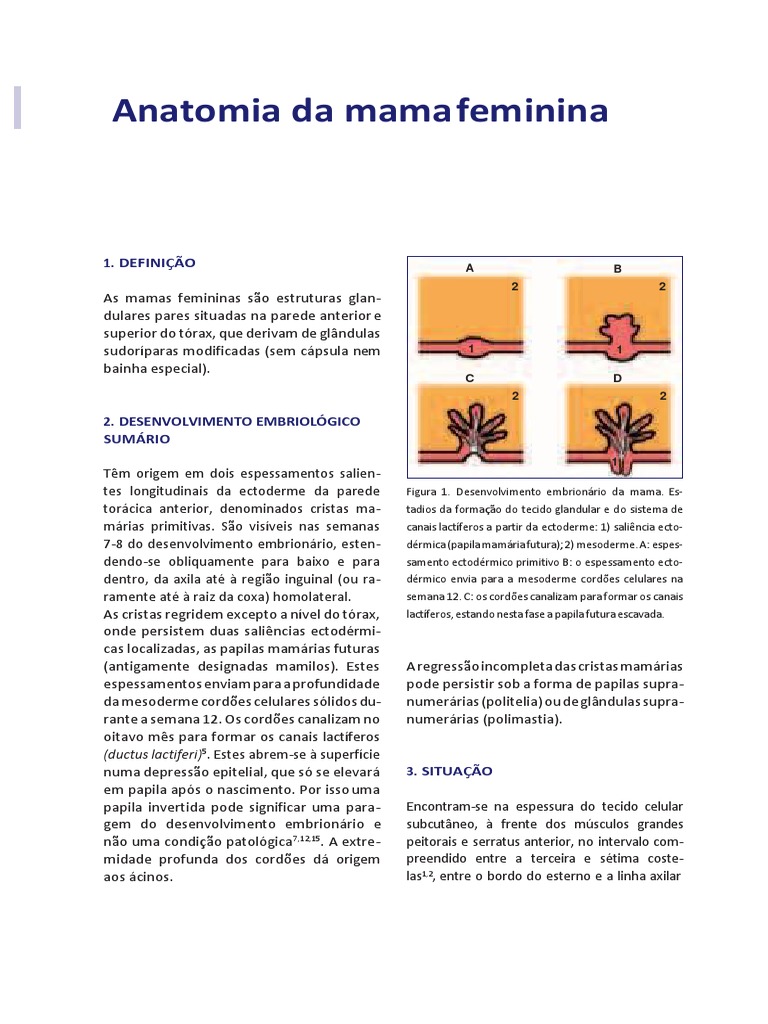 Anatomia Dos Seios | PDF | Seio | Sistema linfático