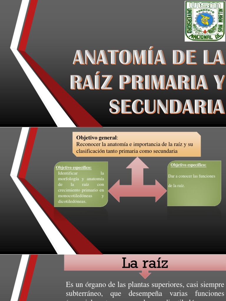 Anatomía de La Raíz Primaria y Secundaria | PDF | Raíz | Ramas de la ...