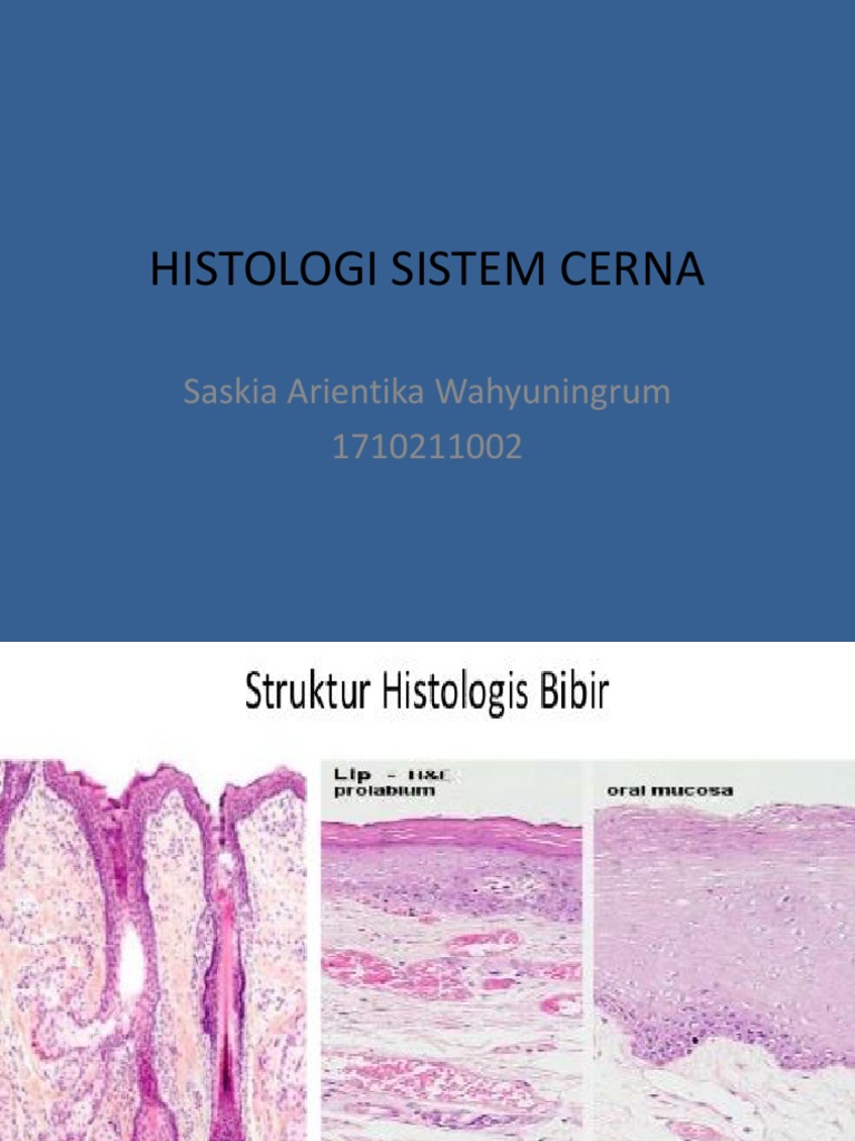 Tutorial C2 - Histologi - Saskia 17-002 | PDF