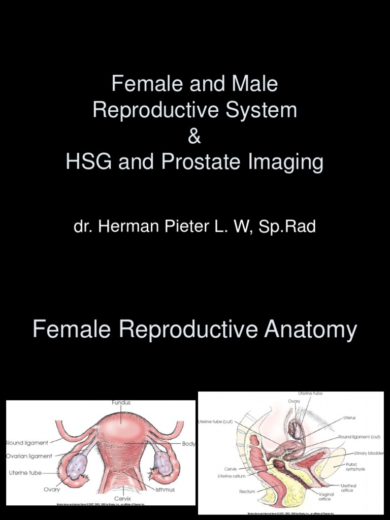 Reproductive System Imaging Techniques | PDF | Computers