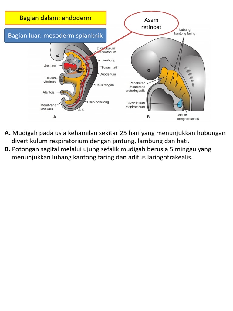 Embriologi Sistem Pernafasan - Divertikulum Respiratorium | PDF