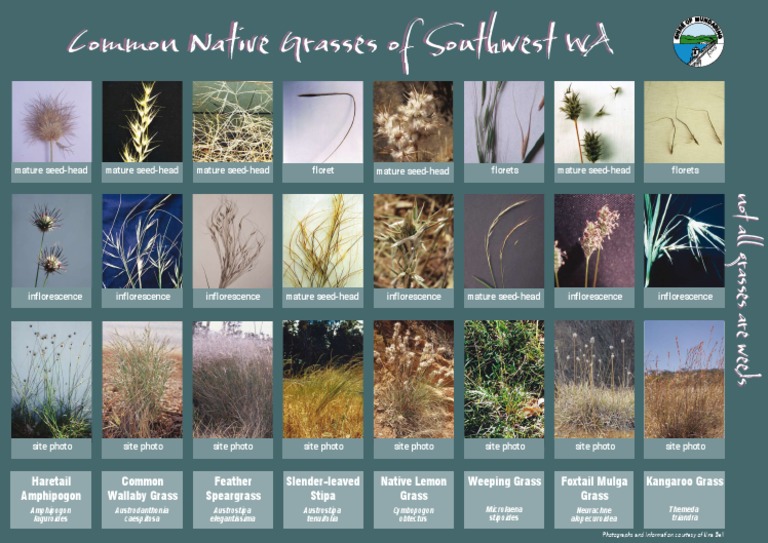 FINAL - Common Grasses A4 LRproof | PDF | Plant Life Form | Plants