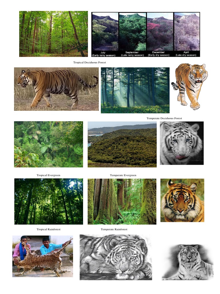 Types of Deciduous and Evergreen Forests | PDF