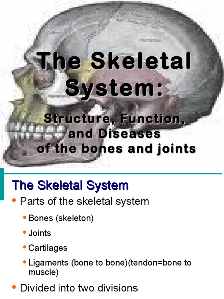 Skeletal System | PDF | Vertebral Column | Skeleton
