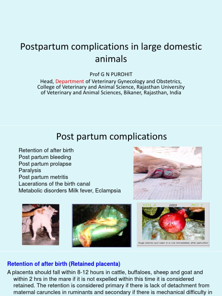 Vet Obst Lecture 12 Postpartum Complications in Large Domestic Animals ...