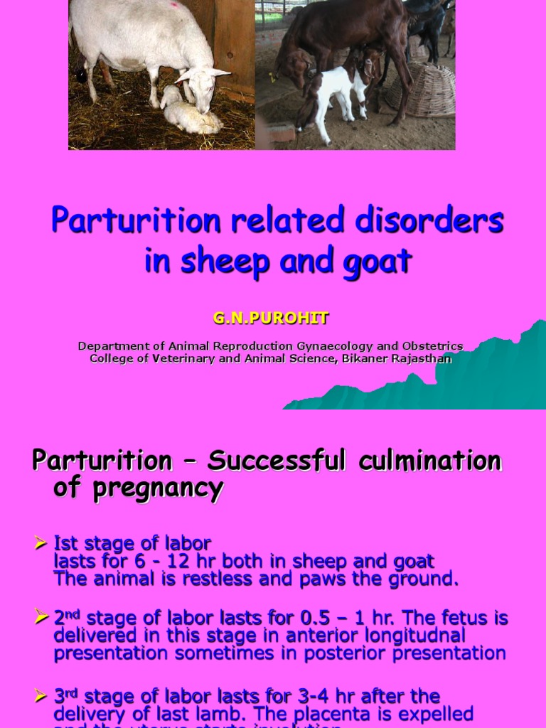 Parturition Related Disorders in Sheep and Goat: G.N.Purohit | PDF ...