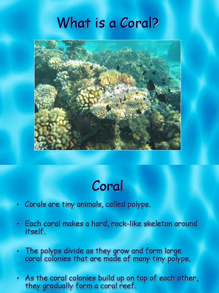 1st - What Is A Coral Reef | PDF | Coral Reef | Coral