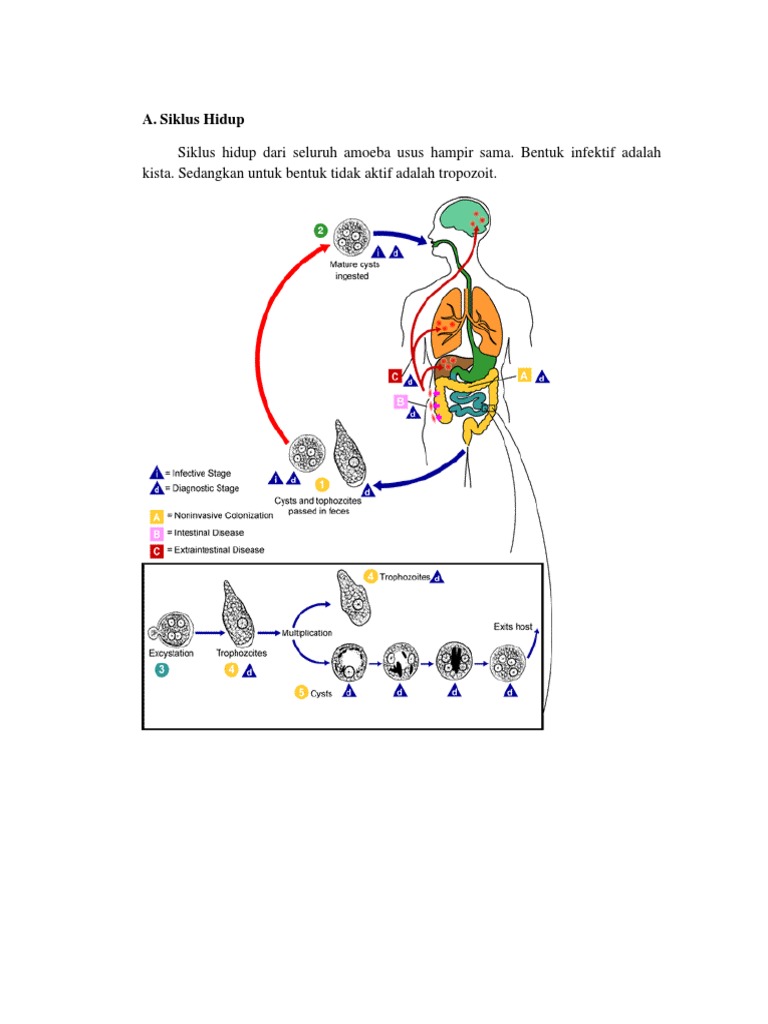 Siklus Hidup Amoeba | PDF