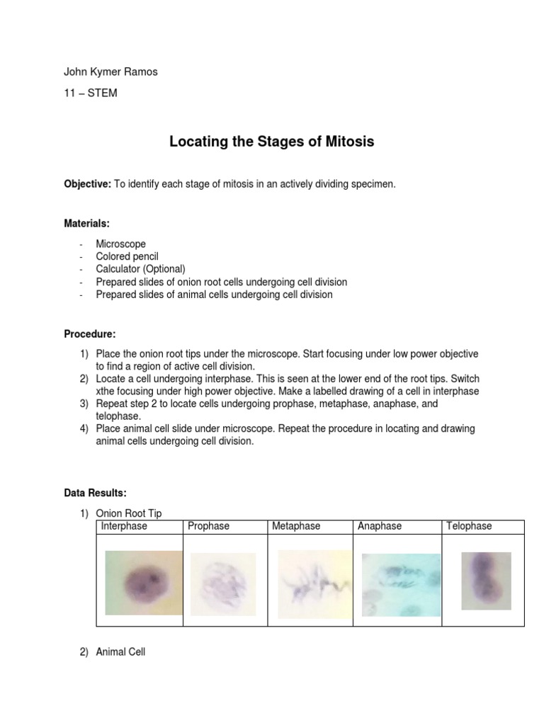 Locating The Stage of Mitosis | PDF