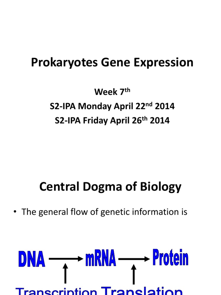 Prokaryotic Gene Expression | PDF | Gene | Messenger Rna