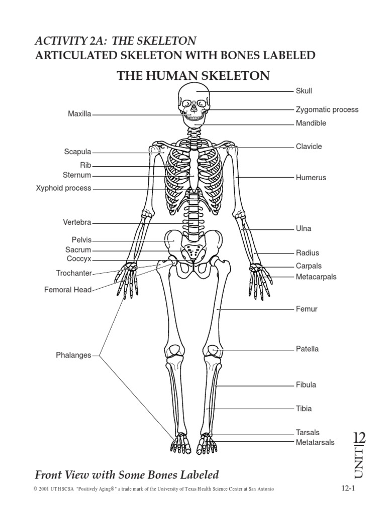 Bones Teacher Skeleton With Bones Labeled 2A PDF | PDF