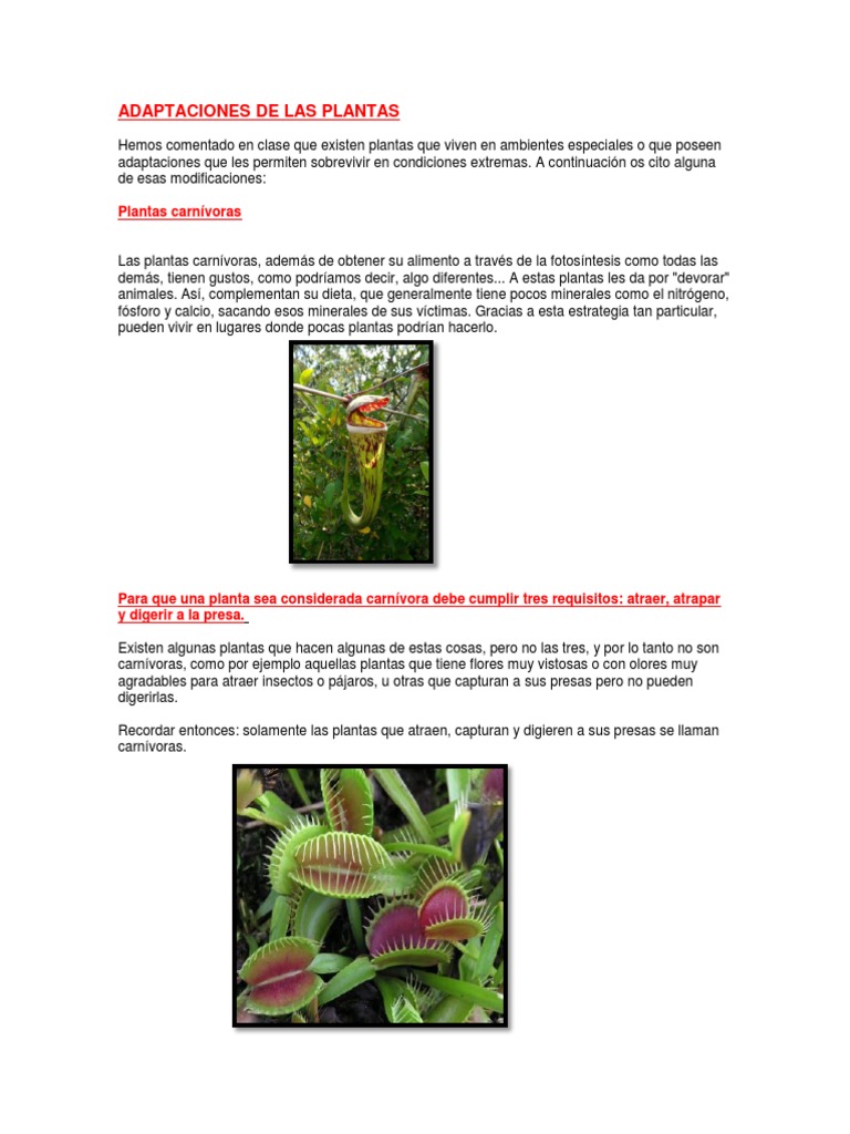 Adaptaciones de Las Plantas | PDF | Plantas | Hoja